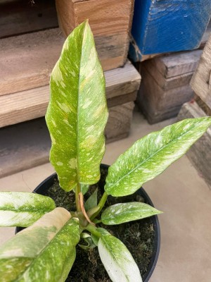 Rzadkie kwiaty, rośliny kolekcjonerskie doniczkowe: monstera ...