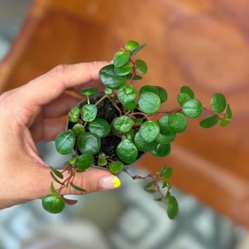 Peperomia prostrata 'Pepperspot'