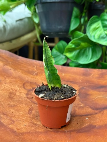 Sansevieria Himalayan