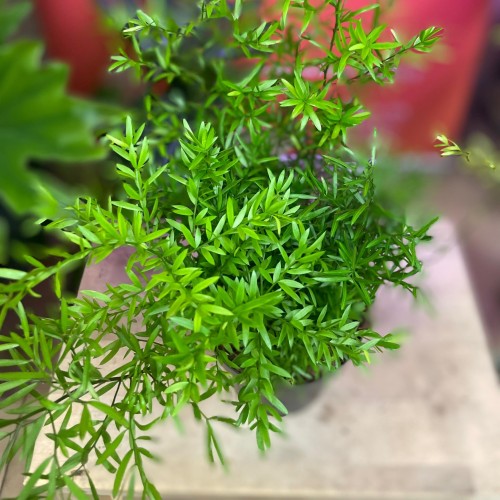 AsAsparagus densiflorus Cwebe