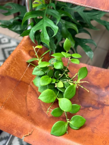hoya anulata