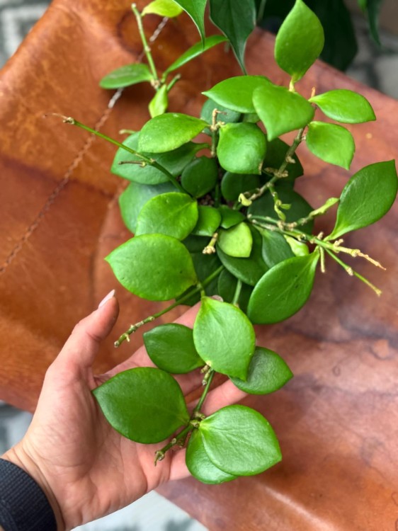 hoya anulata