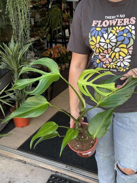 Monstera Burle Marx Flame