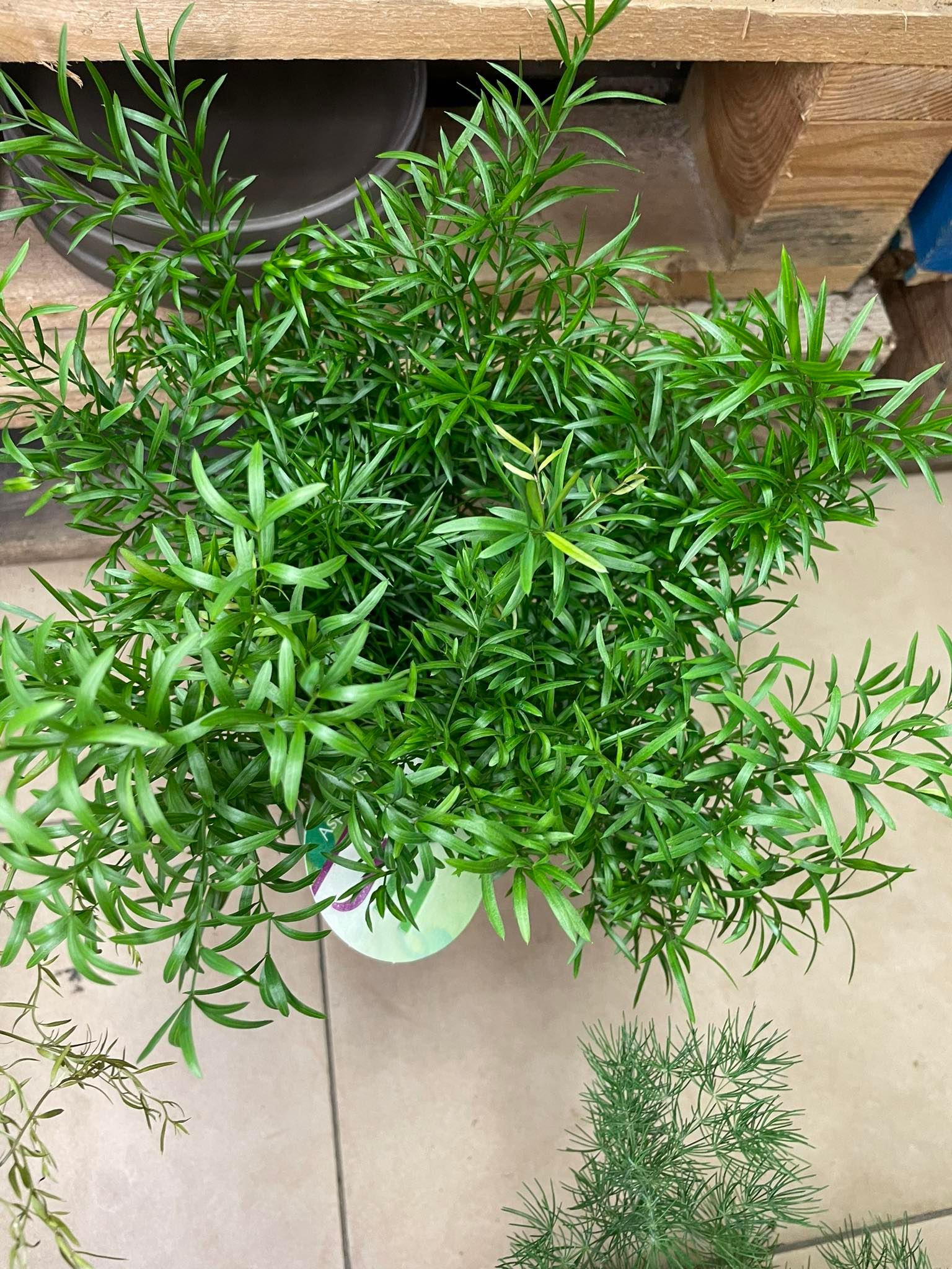 AsAsparagus densiflorus Cwebe