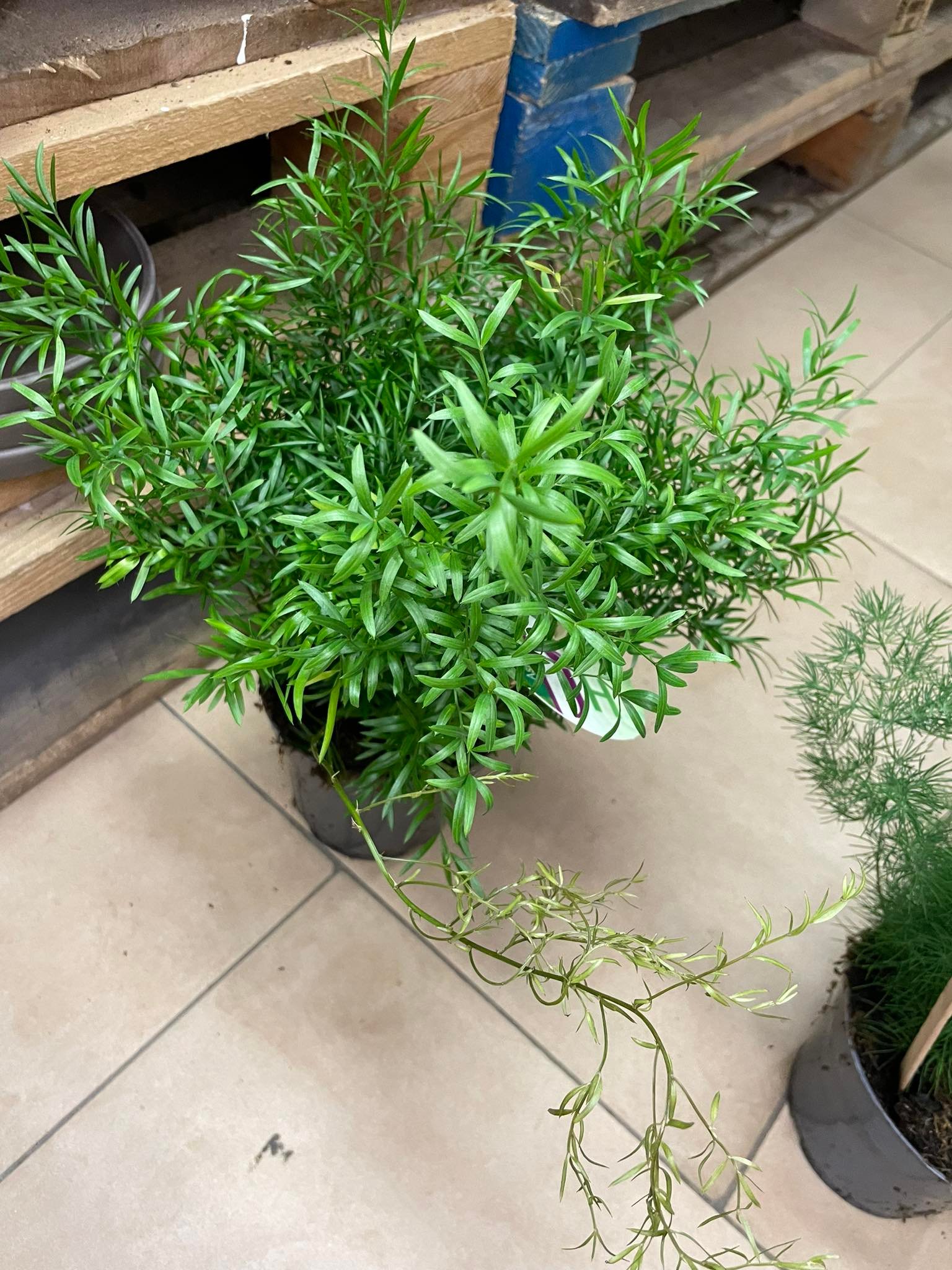 AsAsparagus densiflorus Cwebe