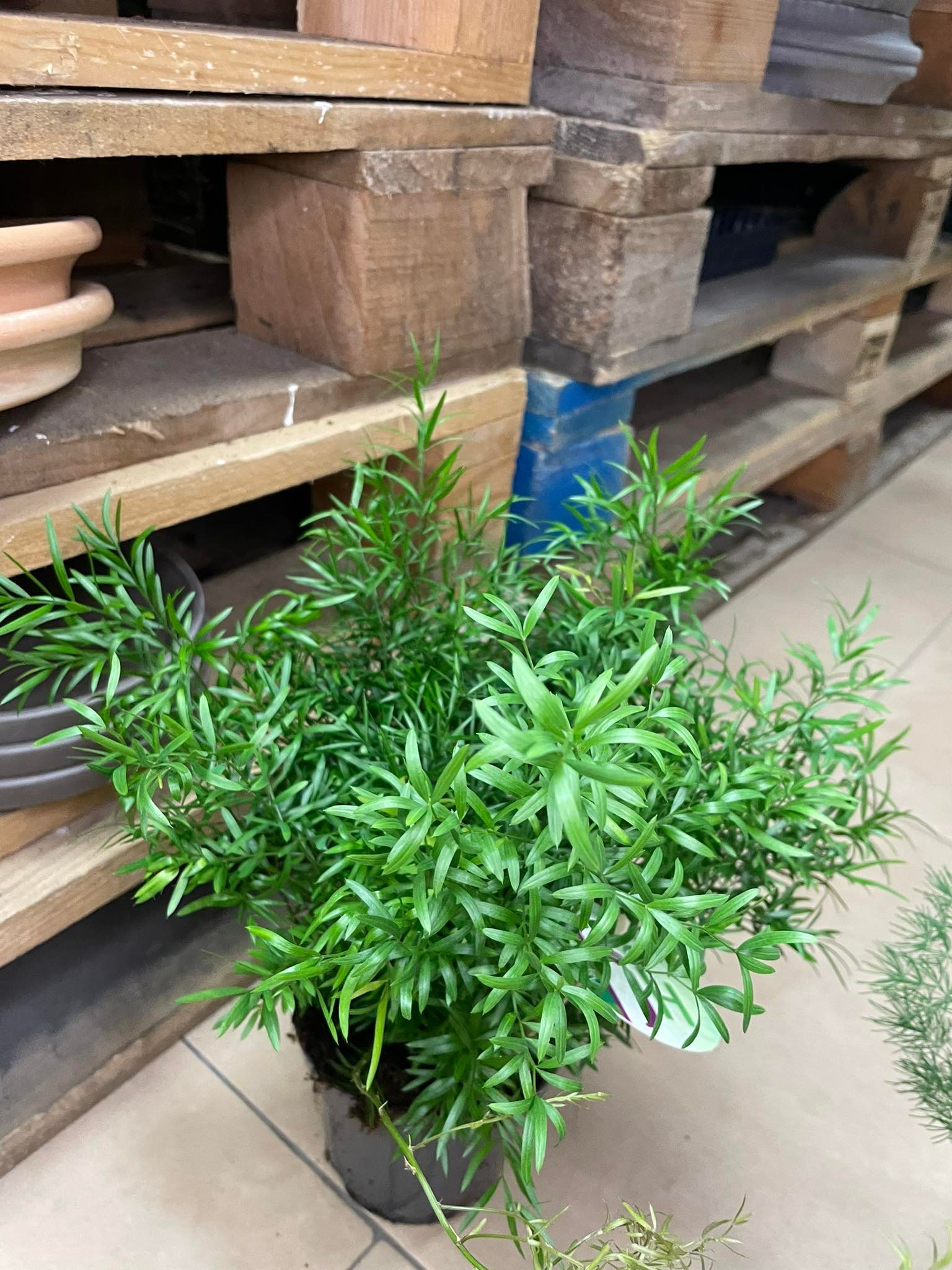 AsAsparagus densiflorus Cwebe