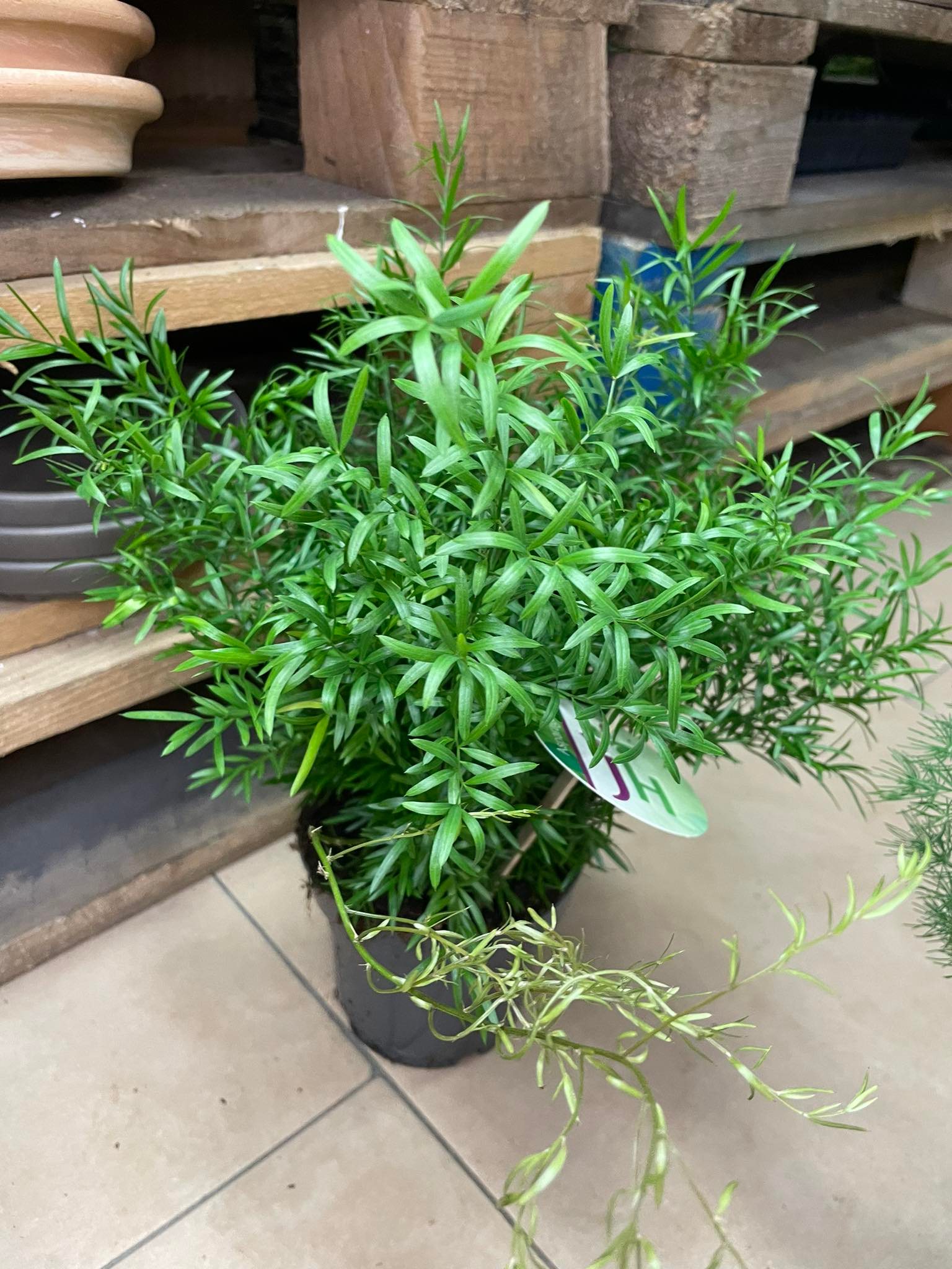AsAsparagus densiflorus Cwebe