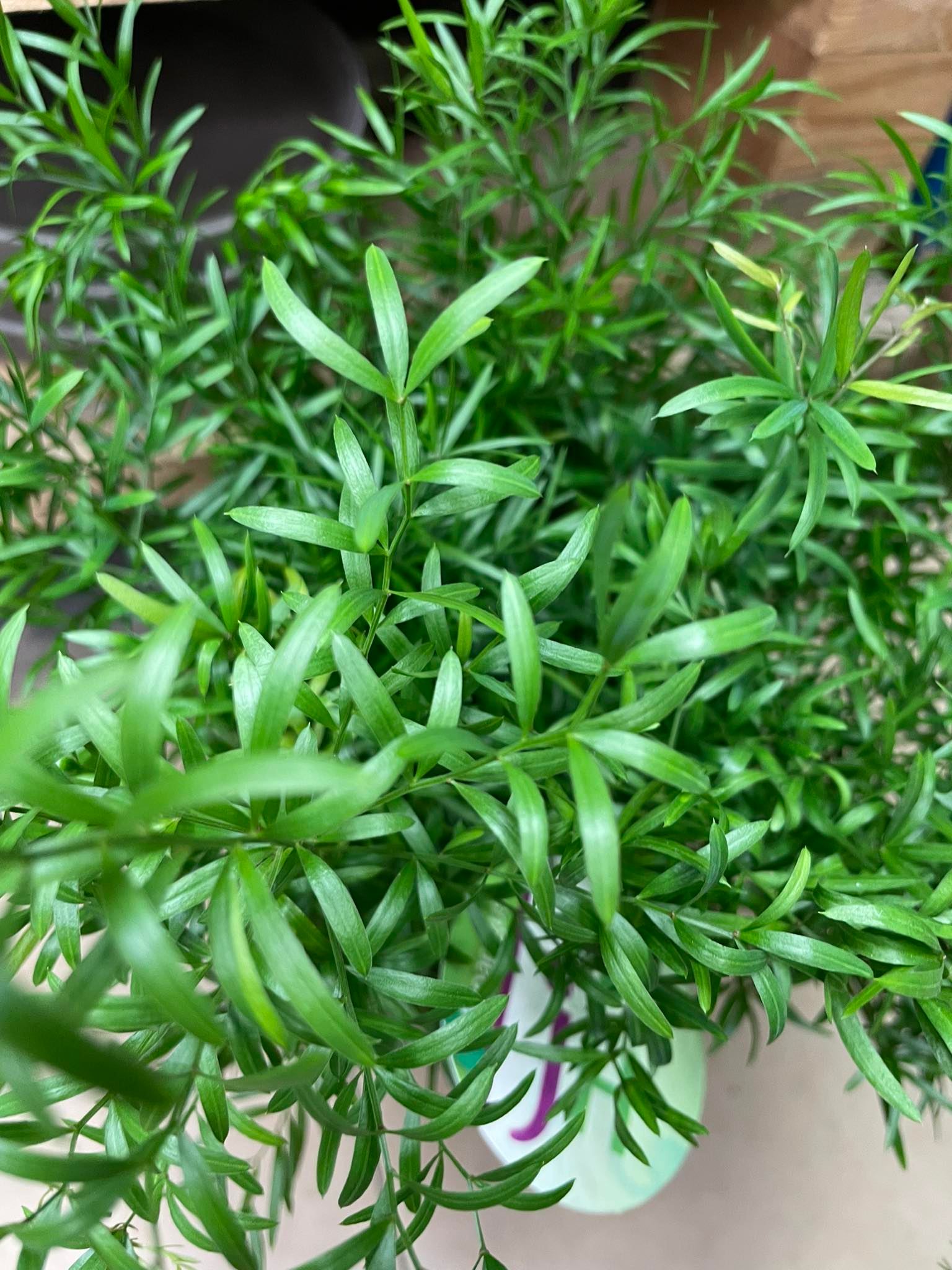 AsAsparagus densiflorus Cwebe