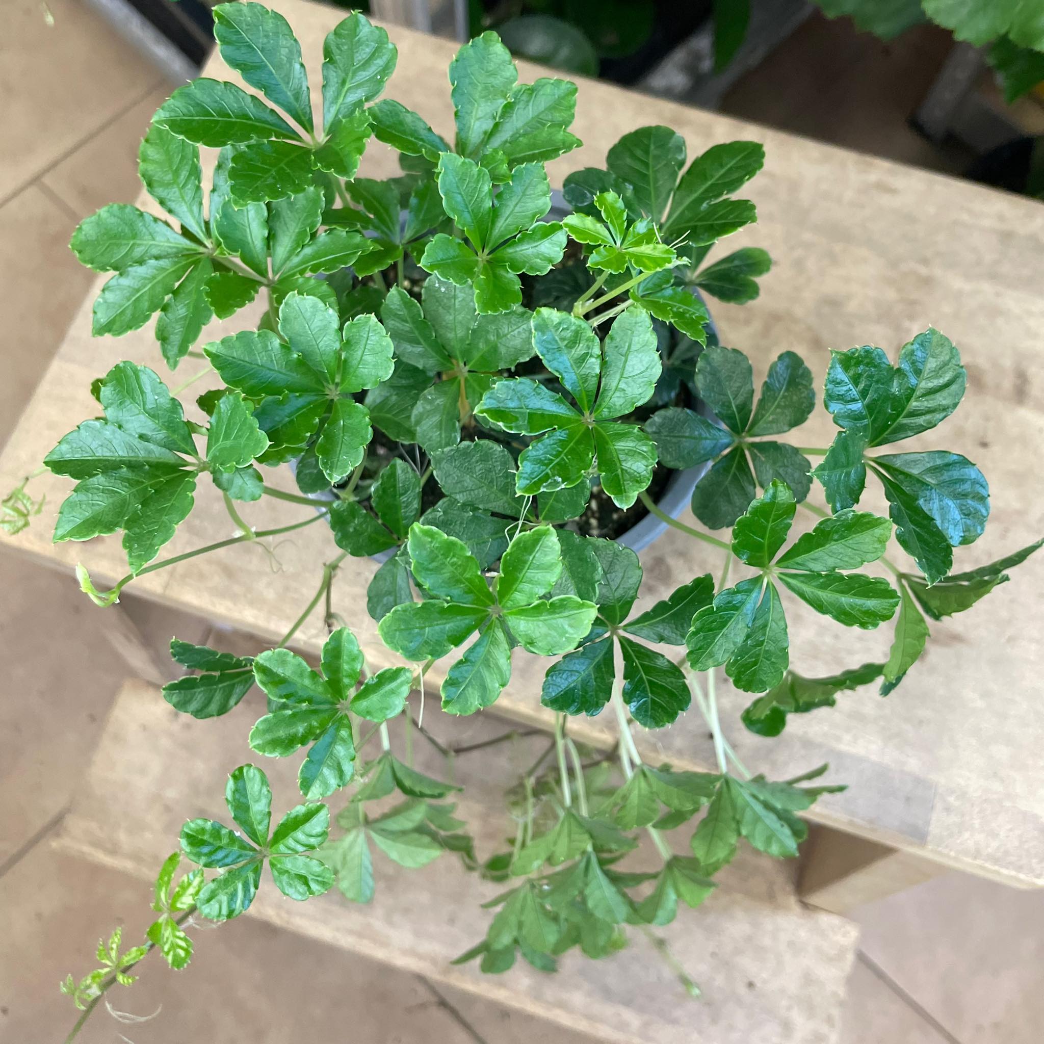 parthenocissus inserta