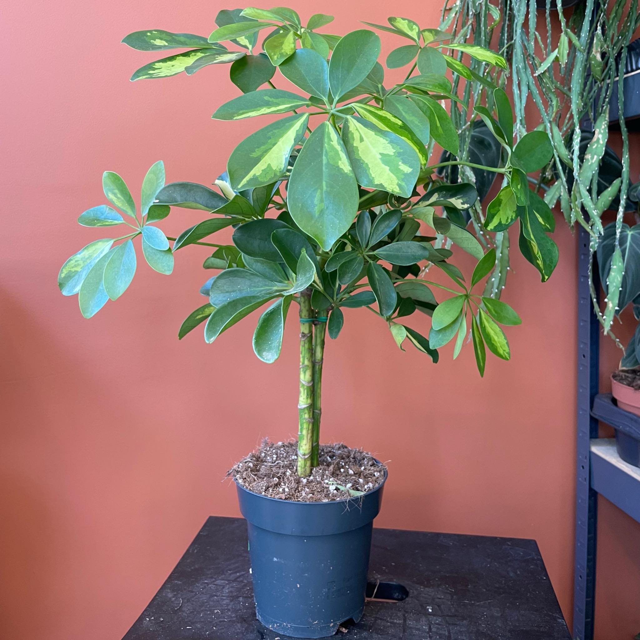 Schefflera arbor. 'Gold Capella' szeflera