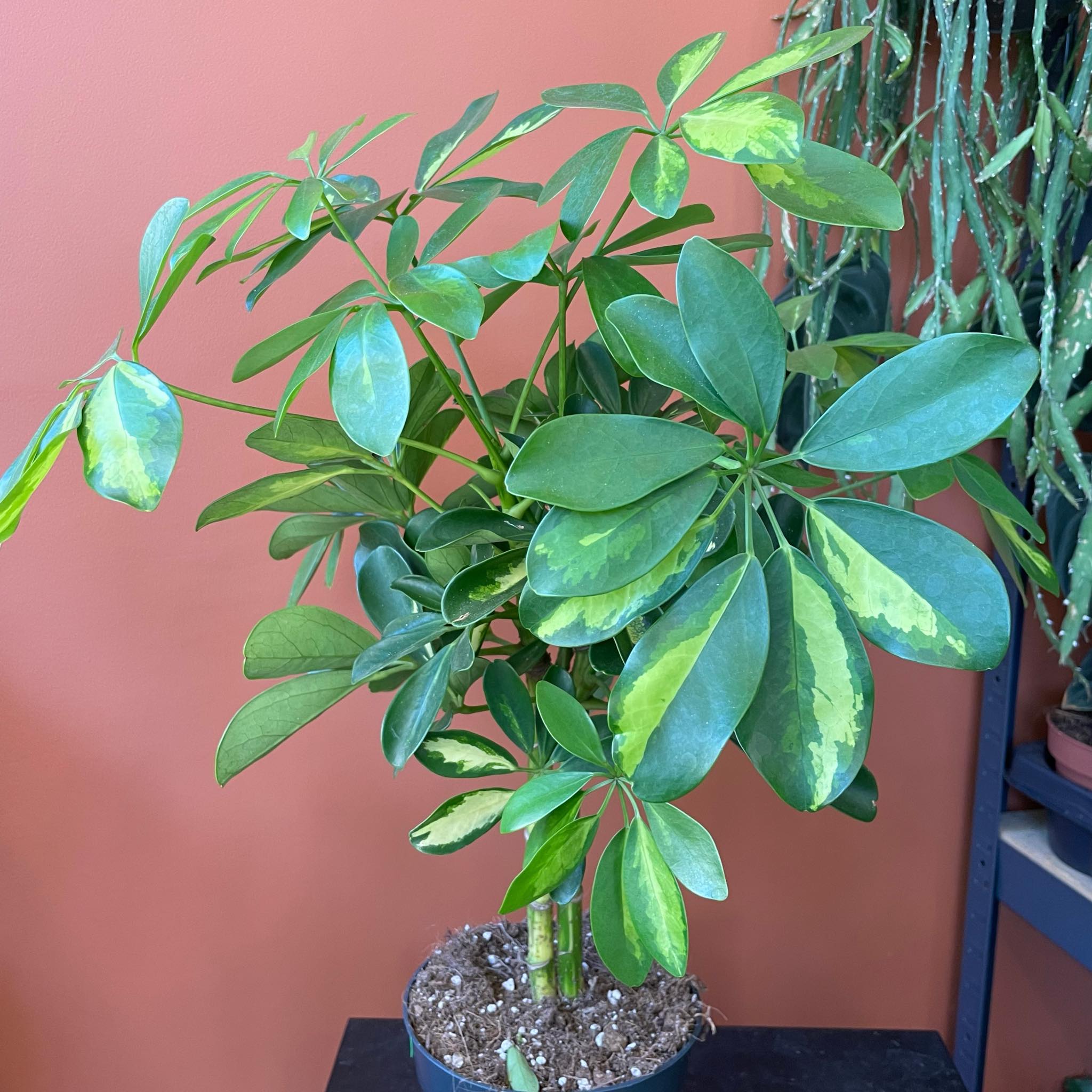 Schefflera arbor. 'Gold Capella' szeflera