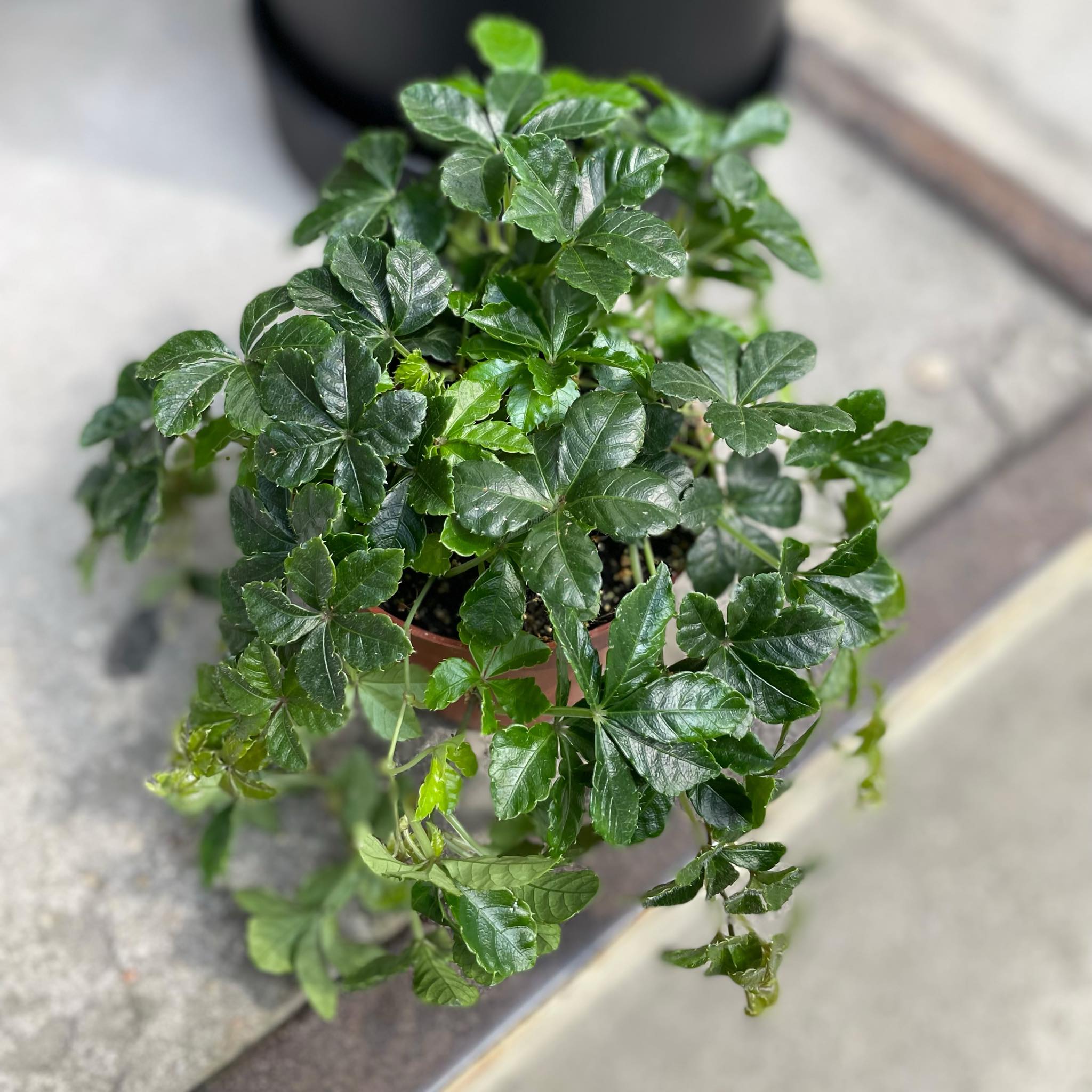 parthenocissus inserta